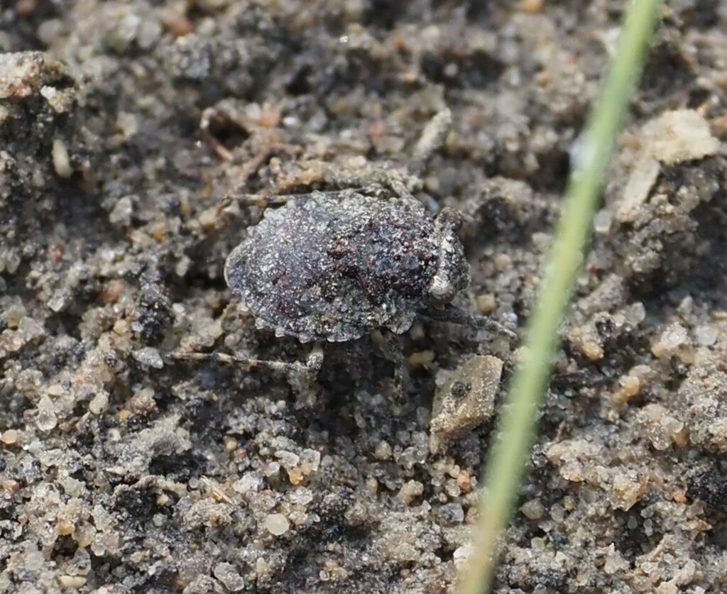 Big-eyed Toad Bug from Oxford County, ON, Canada on September 21, 2023 ...