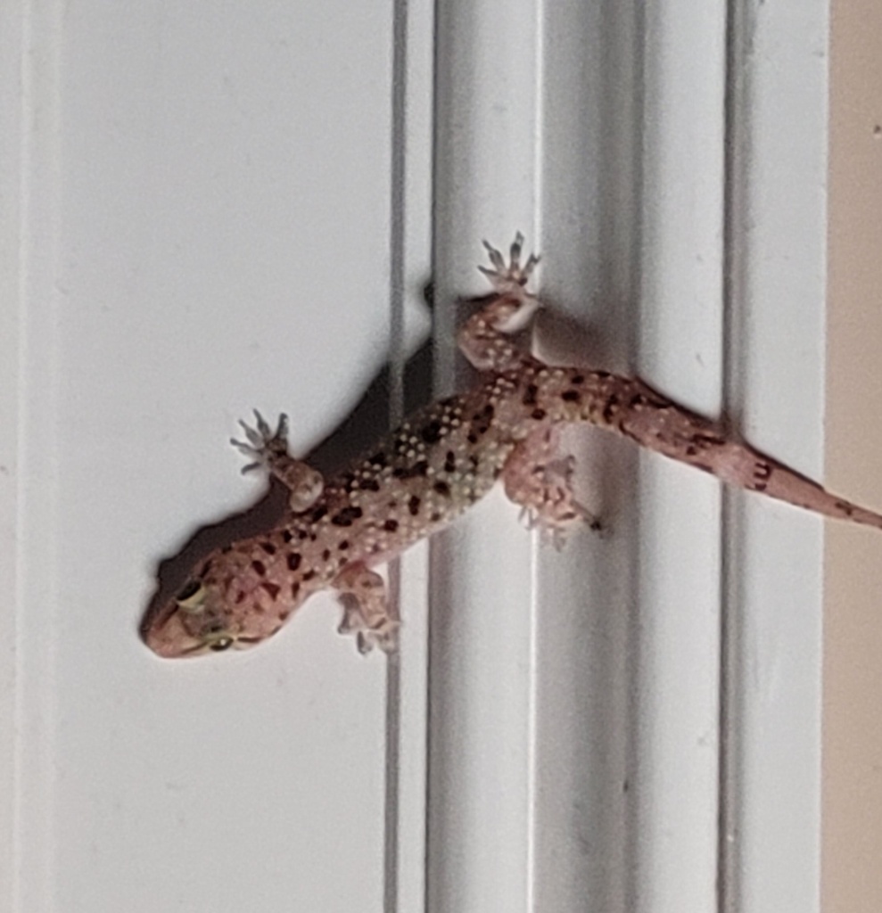 House Geckos from CR-281, Lineville, AL, US on August 23, 2023 at 10:53 ...