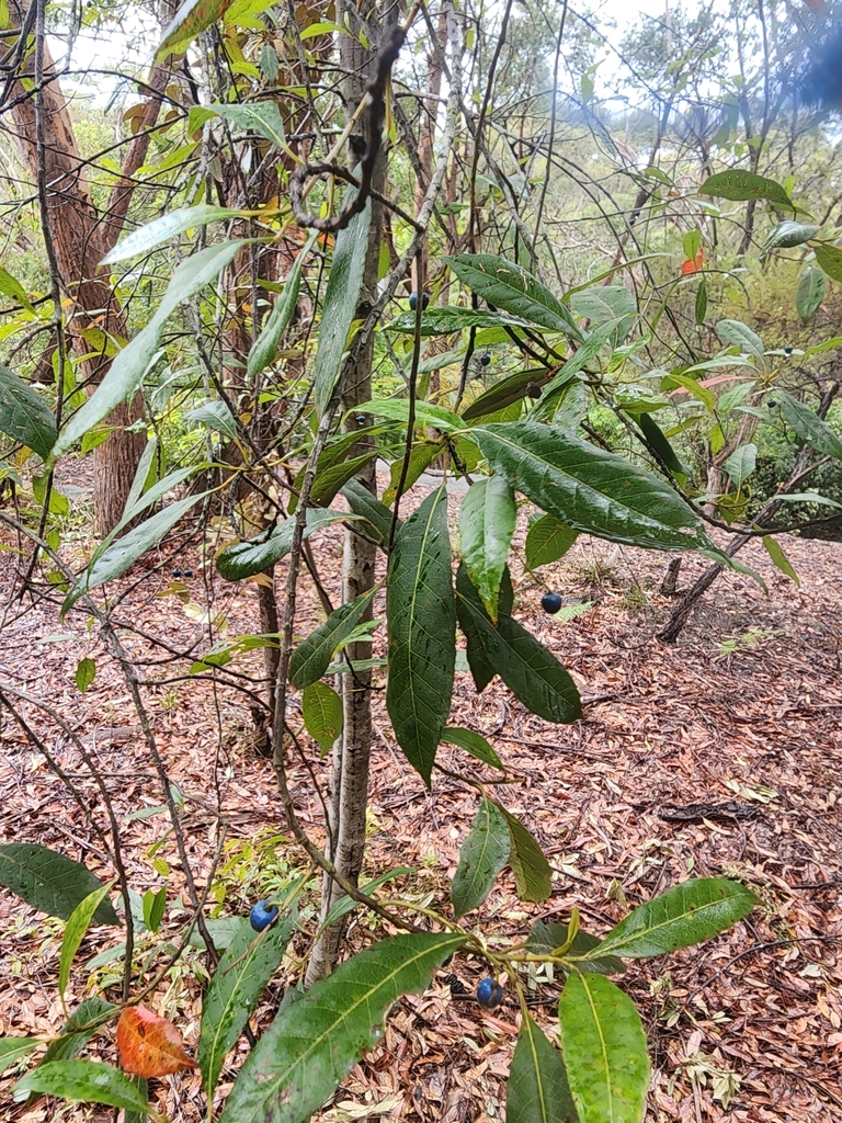 Blueberry ash from Lindfield NSW 2070, Australia on September 22, 2023 ...