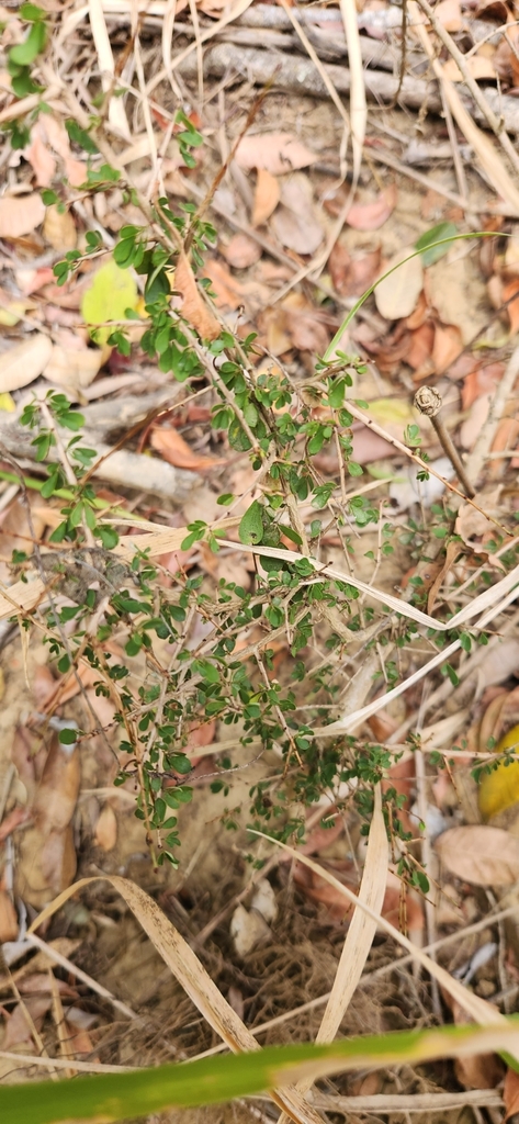Brush Sauropus from Bungadoo QLD 4671, Australia on September 22, 2023 ...