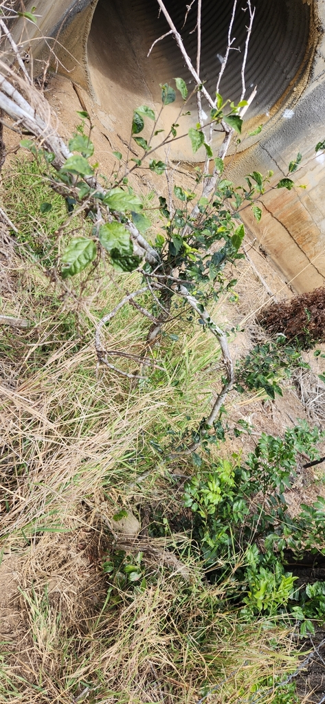whalebone tree from Bullyard QLD 4671, Australia on September 22, 2023 ...