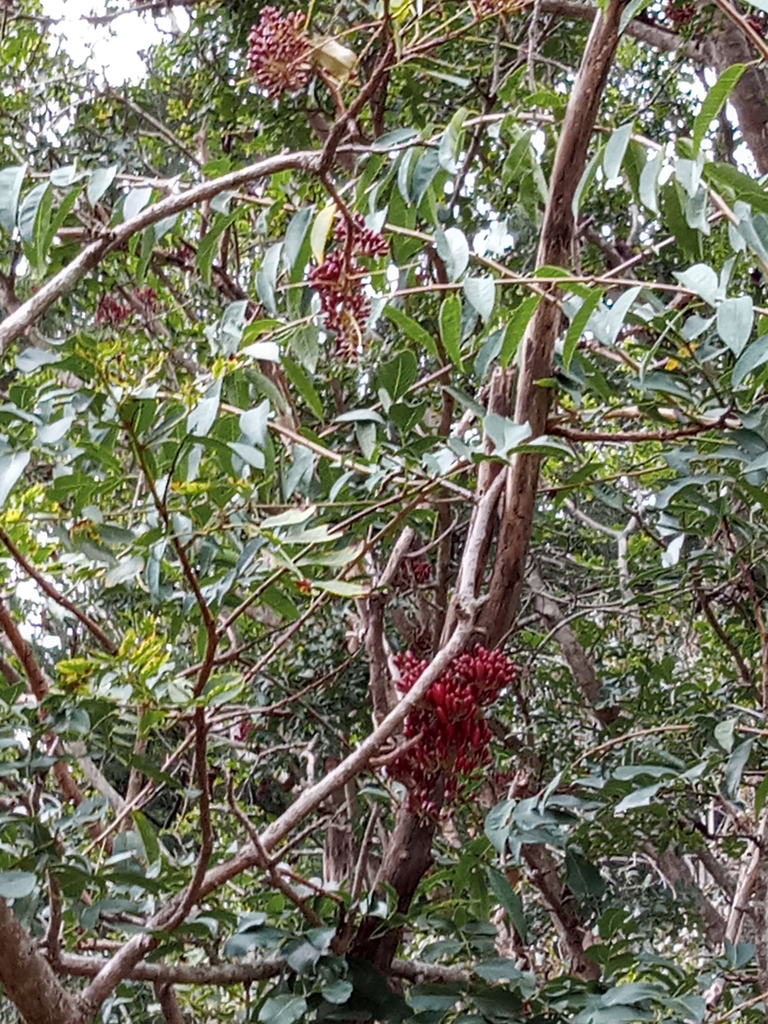 legumes from Kholo Enviroplan Reserve on September 22, 2023 at 09:22 AM ...