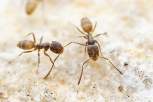 Forelius damiani · iNaturalist