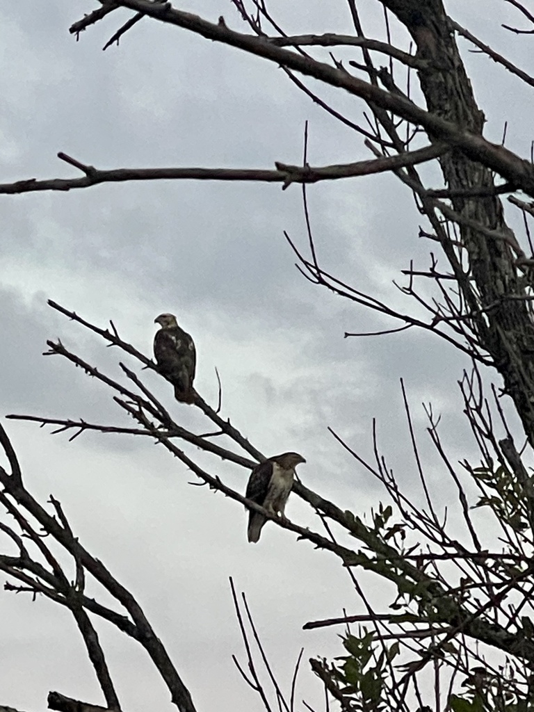 Red-tailed Hawk from Gingermill Ln, Lexington, KY, US on September 21 ...