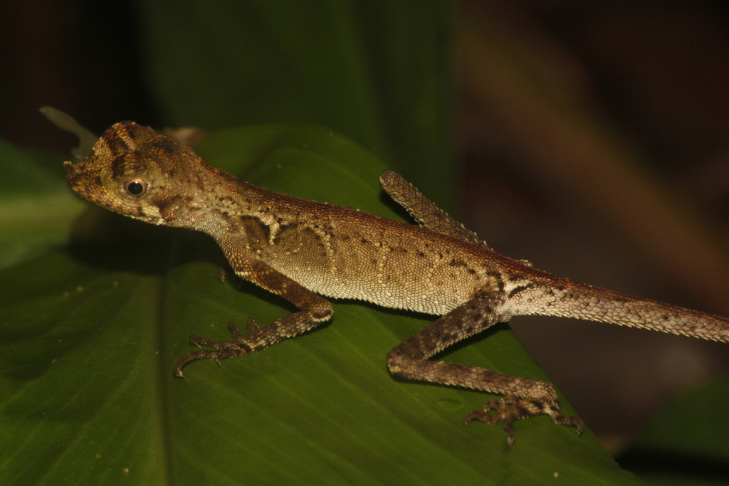 Ornate Earless Agama from Nunukan Regency, North Kalimantan, Indonesia ...