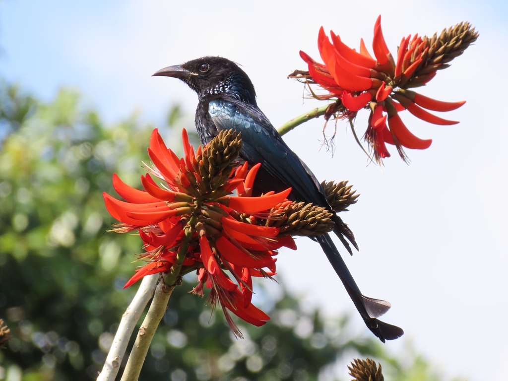 Hair-crested Drongo from 香港西貢市 on February 19, 2023 at 02:05 PM by Ho Sze Ching · iNaturalist