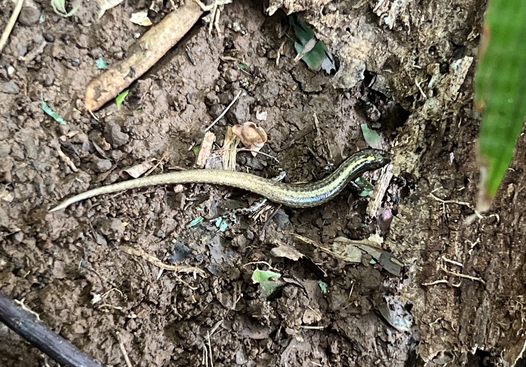 Moth Skink from Îles du Vent, PF on September 21, 2023 at 12:09 PM by ...