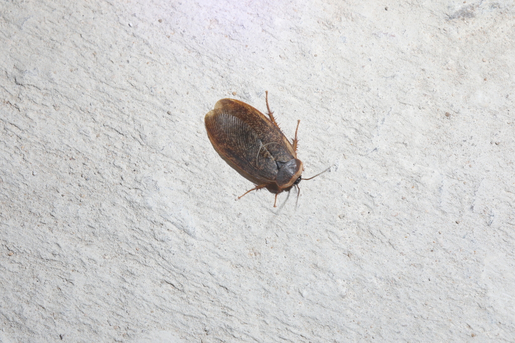 Eupolyphaga sinensis from 山东省威海市荣成市 on September 15, 2023 at 11:05 PM ...