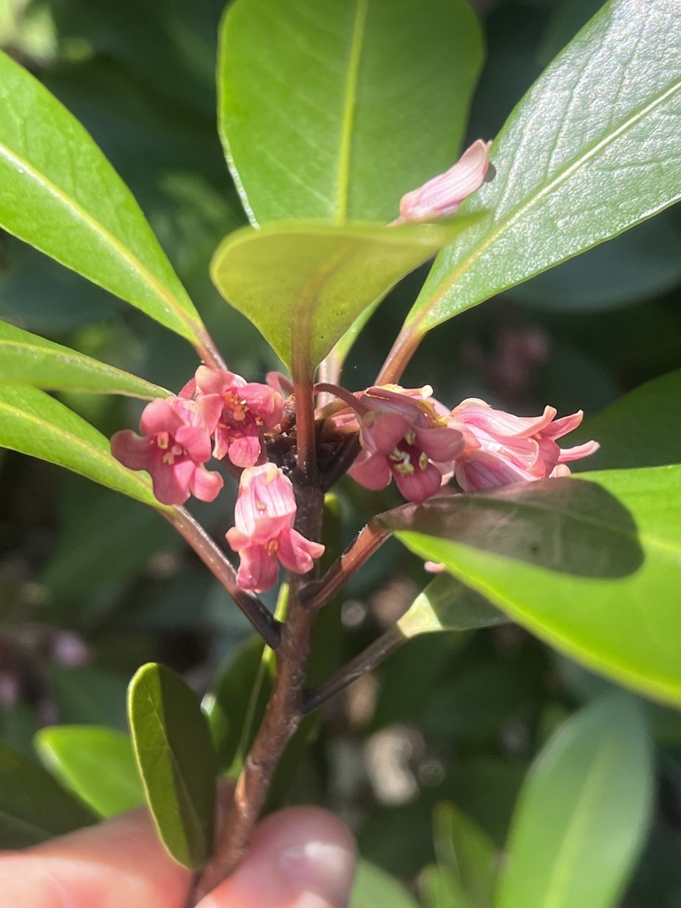 Haekaro from North Island, Parua Bay, Northland, NZ on September 8 ...
