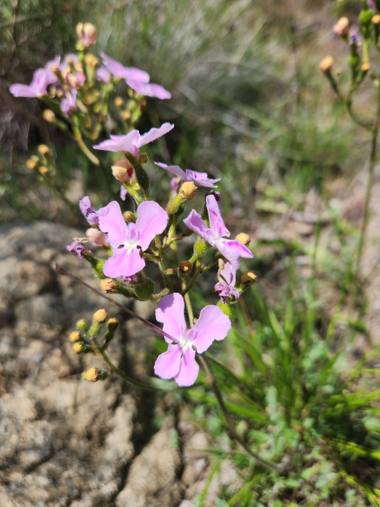 Queen Triggerplant from Kalamunda, AU-WA, AU on September 22, 2023 at ...