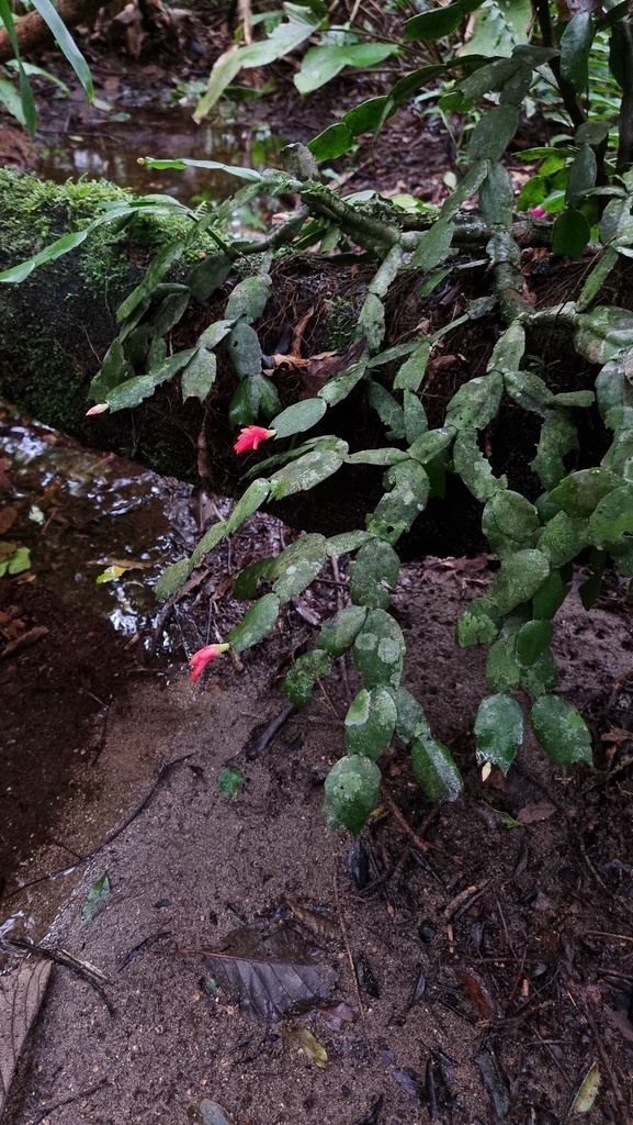 Crab Cactus in May 2022 by Eduardo Gelli · iNaturalist