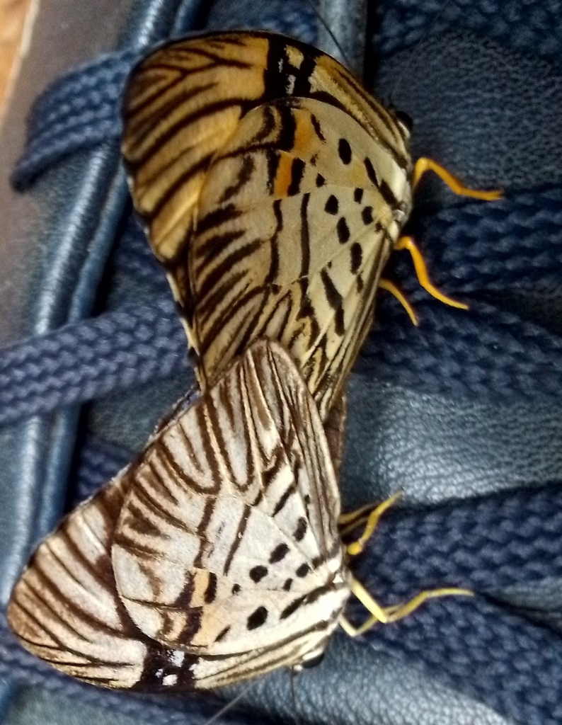 Hewitsonia from Makoua, République du Congo on September 21, 2023 at 01 ...