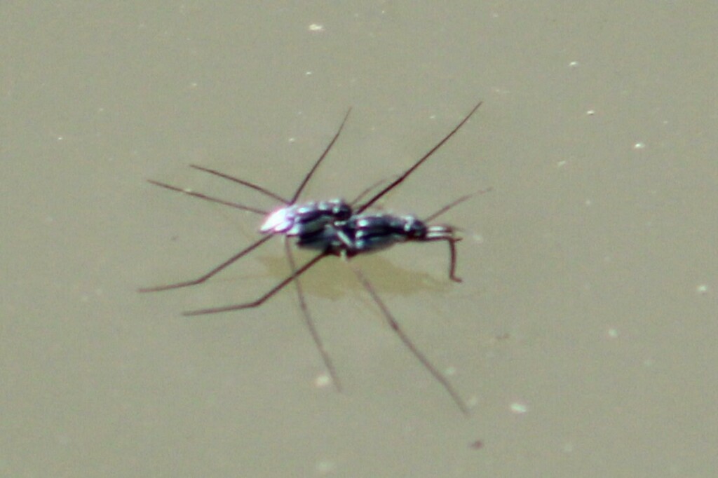 Neogerris hesione in September 2023 by centex · iNaturalist