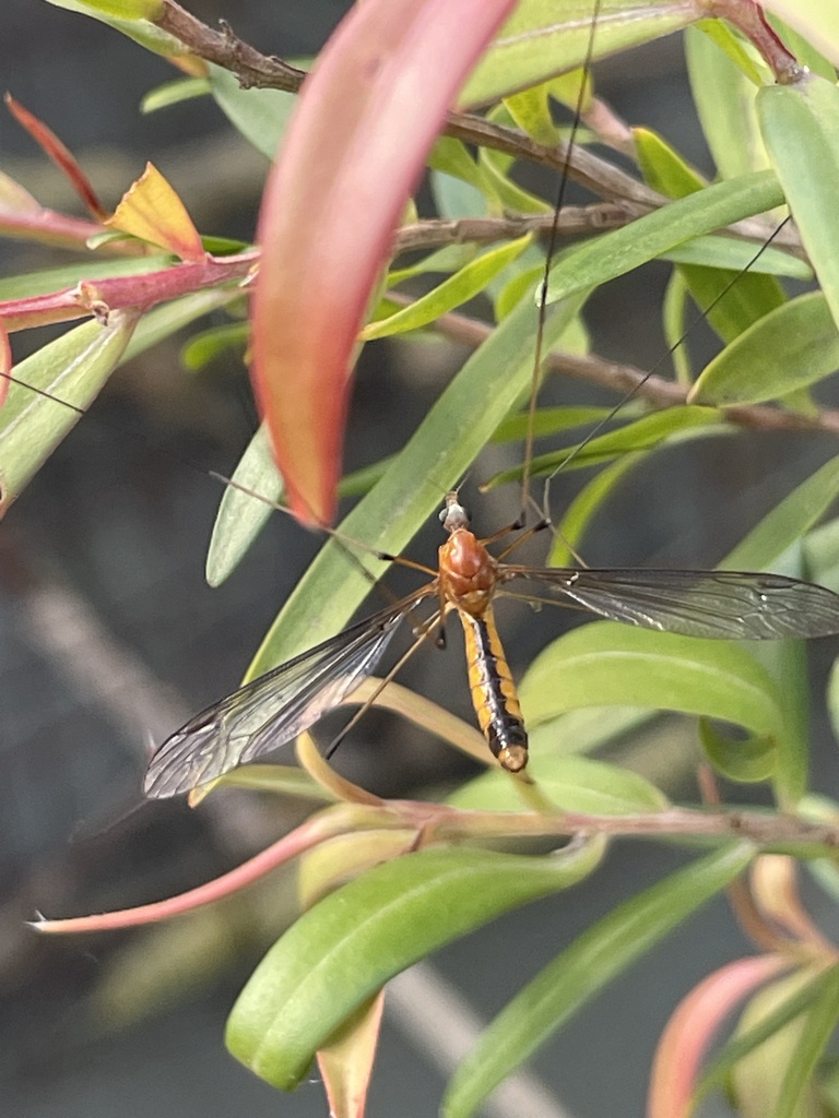 Leptotarsus igniceps from Boundary Tk E, Frankston South, VIC, AU on ...