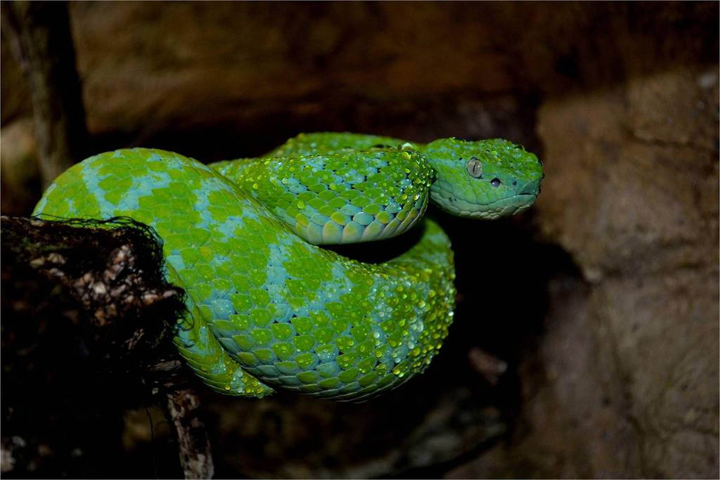 Nauyaca de árbol bicolor en abril 2013 por Daniel Pineda Vera · NaturaLista