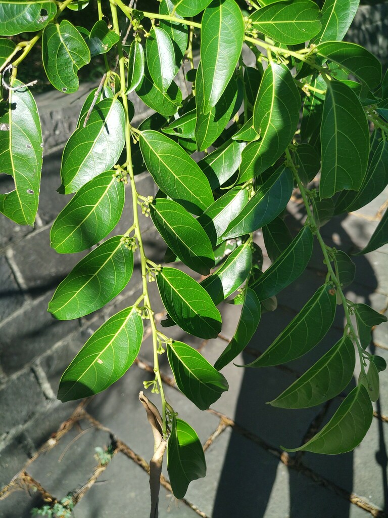 Glochidion from 台灣臺北 on September 22, 2023 at 03:44 PM by waynehung ...