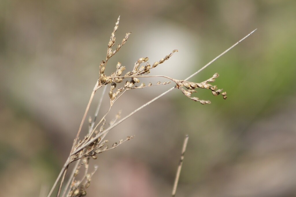 Loose-flowered Rush from Mangalore VIC 3663, Australia on September 16 ...