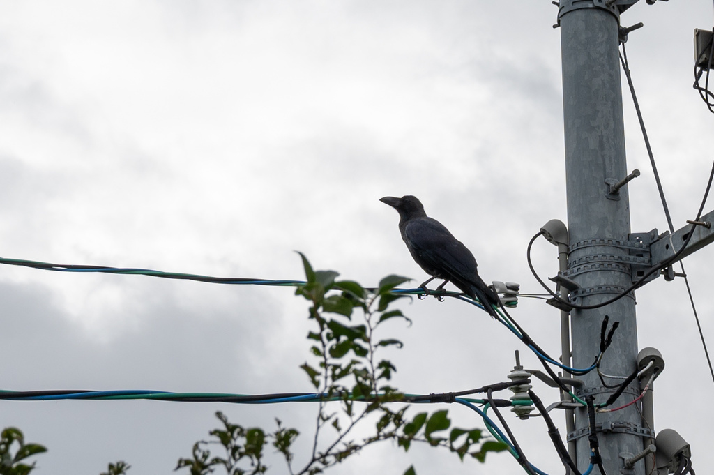 Large-billed Crow from Ishinomaki City Manga Island, Ishinomaki, Miyagi ...