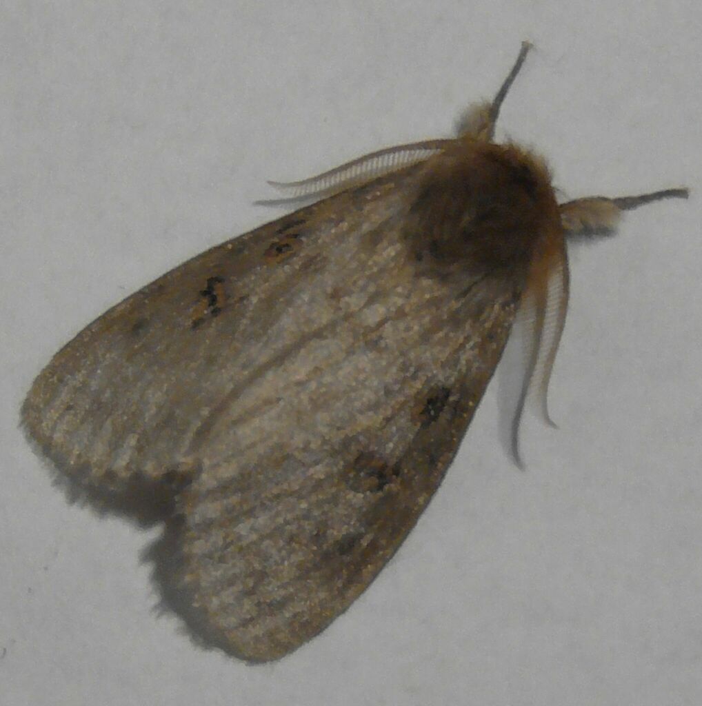White Cedar Moth from Watsonville QLD 4887, Australia on September 22 ...