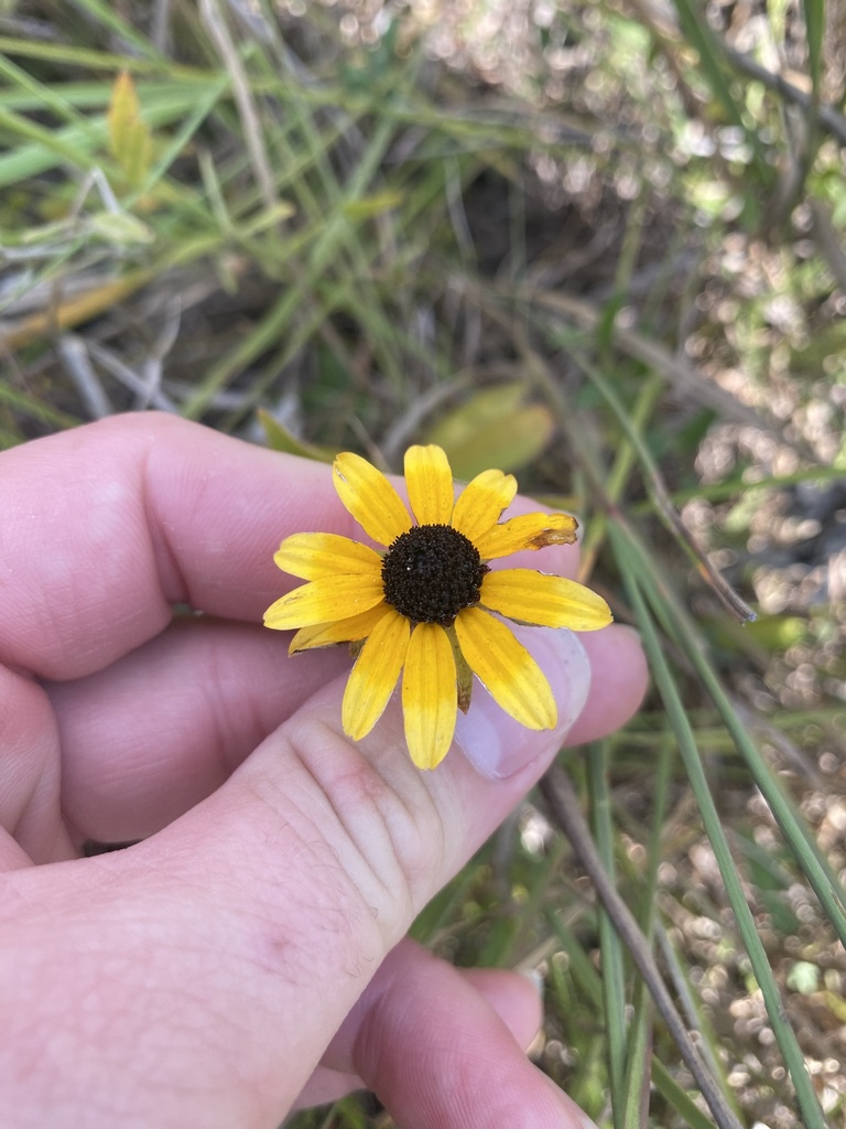 Black-belt Black-eyed Susan from Bienville National Forest, Forest, MS ...