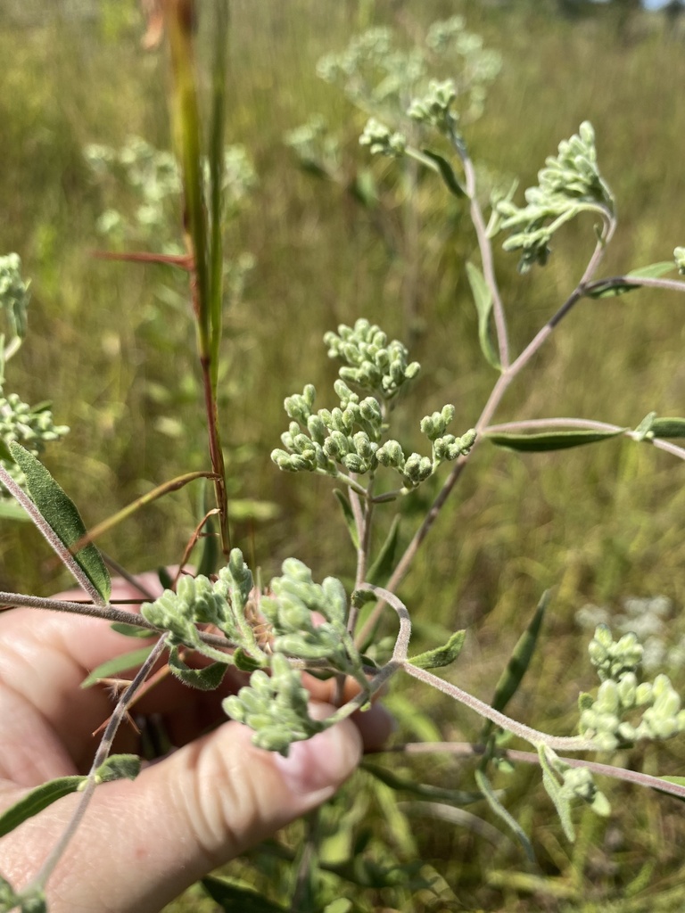 tall boneset from Bienville National Forest, Forest, MS, US on ...