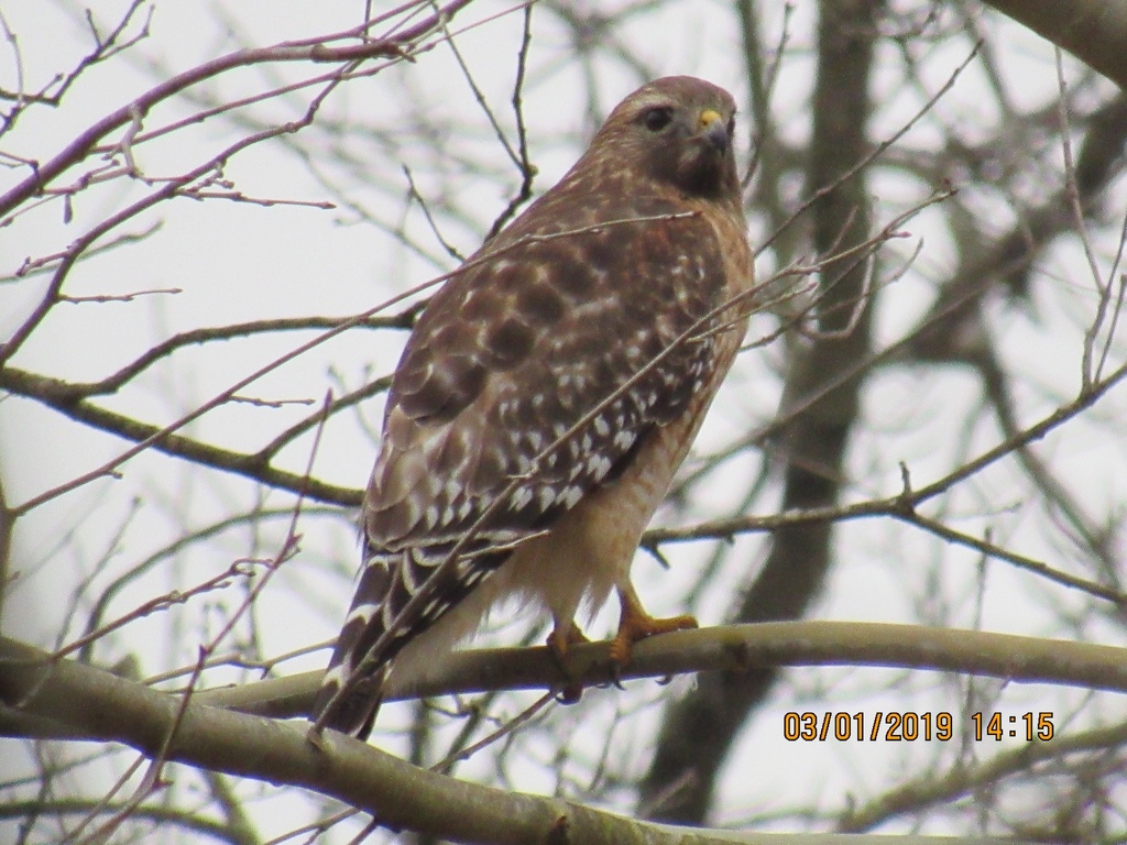 Red-shouldered Hawk from 23901, Farmville, VA, US on March 1, 2019 at ...