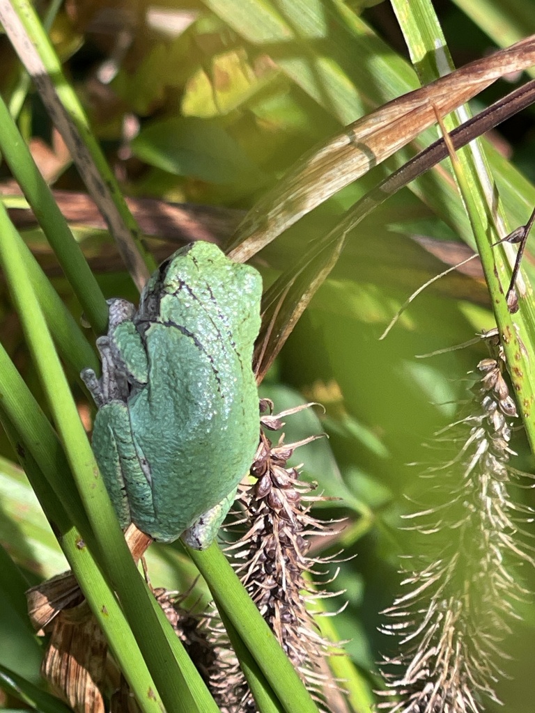 Gray Treefrog from Anderson Hill Rd, Harrison, NY, US on September 22 ...