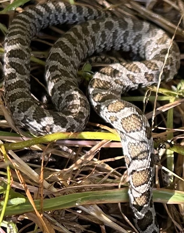 Western Foxsnake from Warsaw Trail, Cannon Falls, MN, US on September ...
