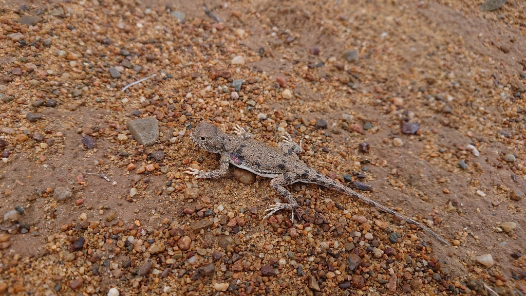 Phrynocephalus guttatus alpherakii from Panfilov District, Kasachstan ...