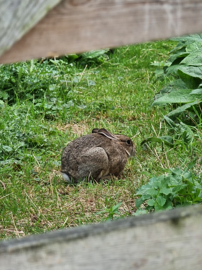 European Rabbit from Cambridge CB1, UK on September 22, 2023 at 05:20 ...