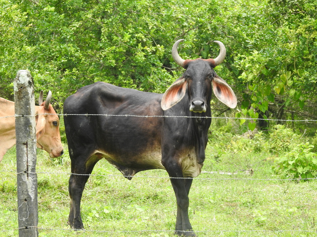 Taurine × Indicine Cattle from Limón Province, Parismina, Costa Rica on ...
