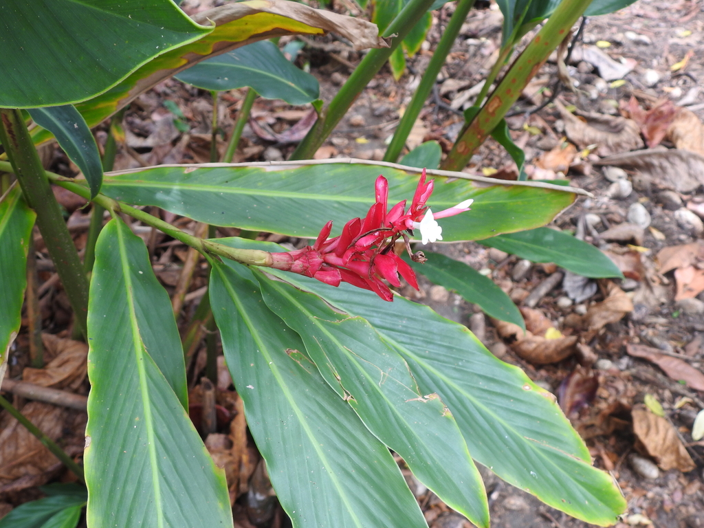 Red Ginger from Limón, Siquirres, Costa Rica on August 22, 2022 at 02: ...