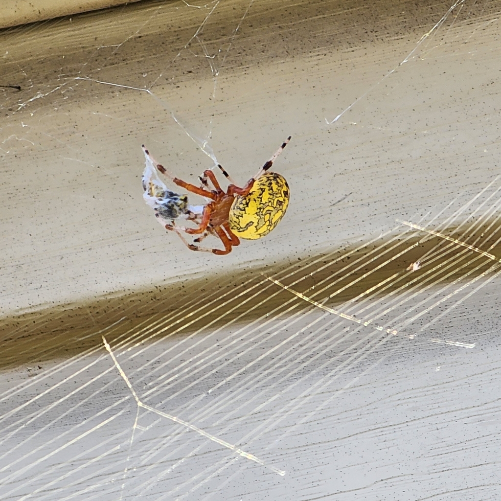 Marbled Orbweaver from New Washington, OH 44854, USA on September 22 ...