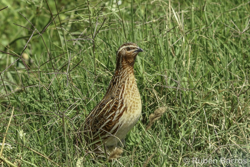 Common Quail from Granada, España on May 23, 2016 at 02:16 PM by ...