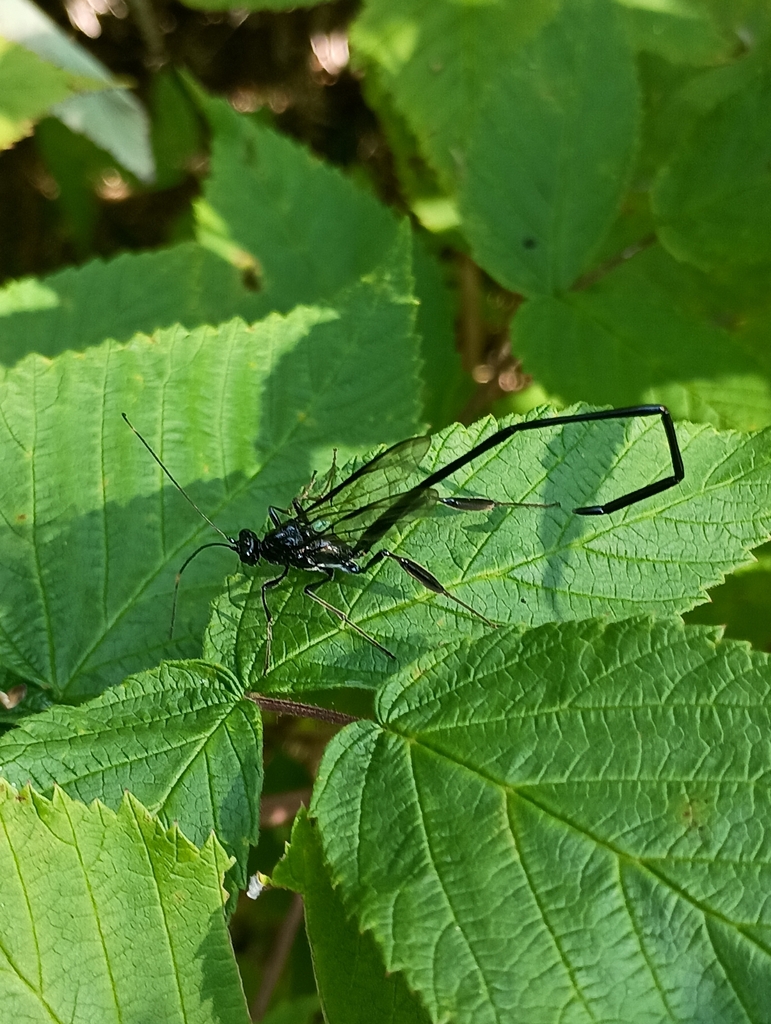 American Pelecinid Wasp from Lake Placid, NY 12946, USA on September 22 ...
