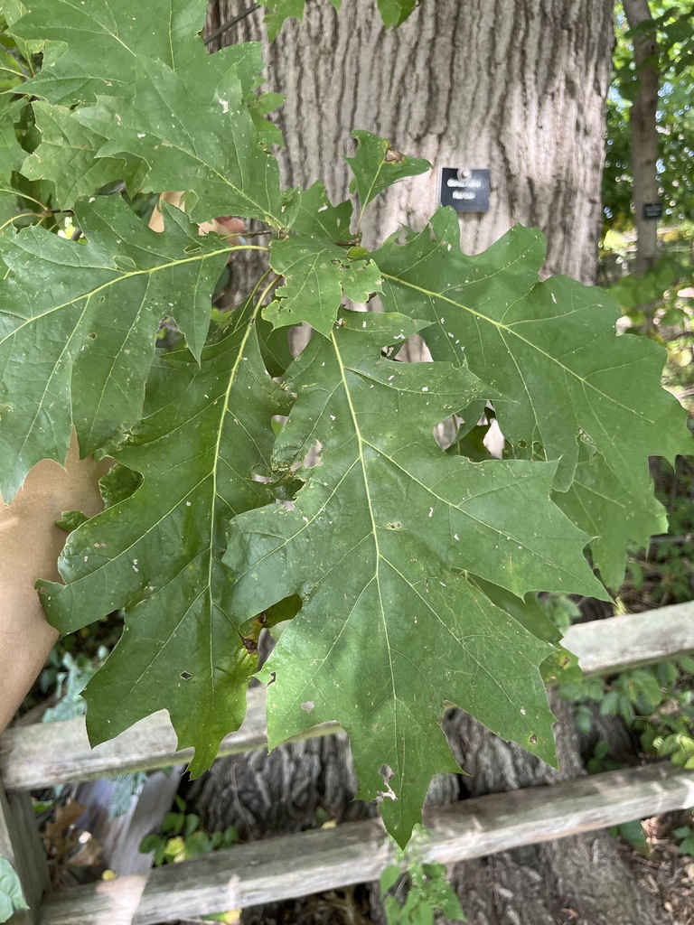 northern red oak from Lorain County Community College, Elyria, OH, US ...