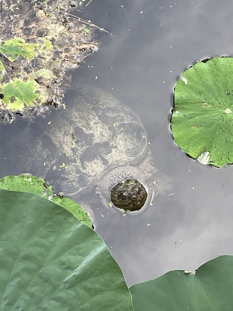 Common Snapping Turtle from Asheboro, NC, US on September 22, 2023 at ...
