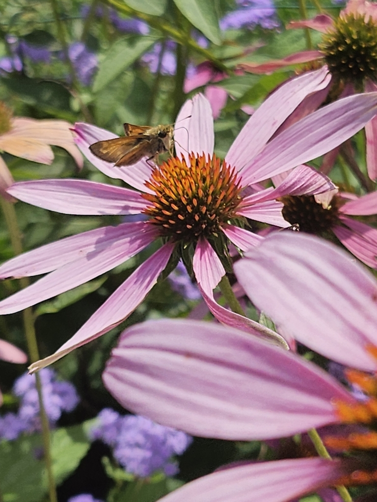 Huron Sachem from Purchase, Harrison, NY 10577, USA on September 22 ...