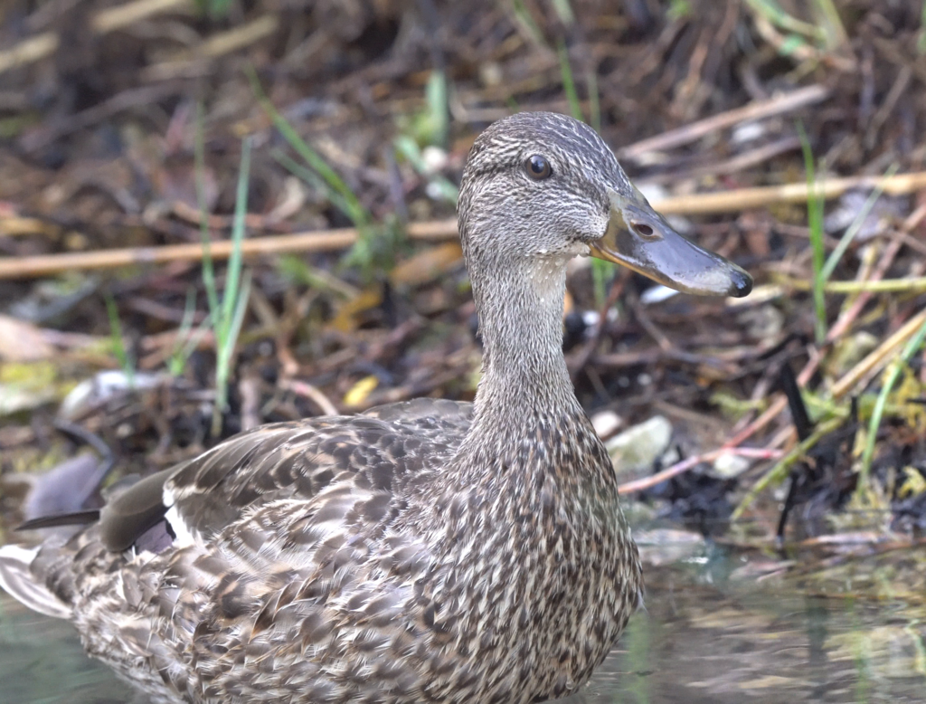 Mallard in August 2023 by A Kobold · iNaturalist