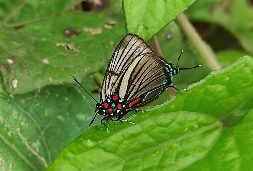 Atlides atys from 5W4P+V7H, Ecuador on September 22, 2023 at 11:03 AM ...