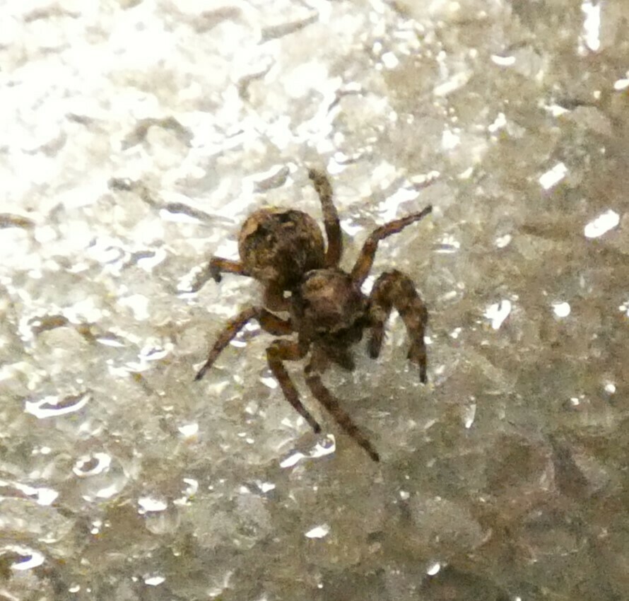 Asiatic Wall Jumping Spider from Cleveland Heights, OH, USA on ...