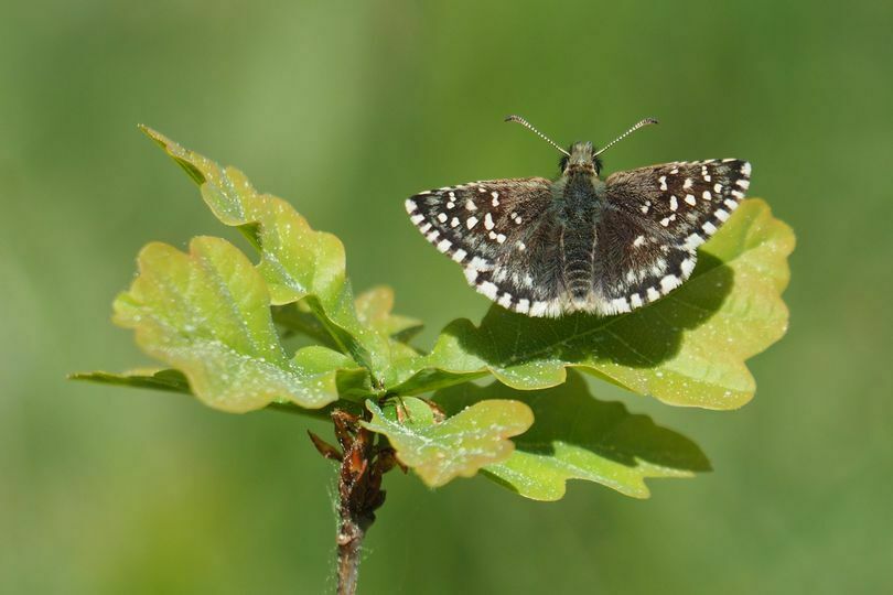 Southern Grizzled Skipper from 40310 Escalans, France on May 18, 2018 ...