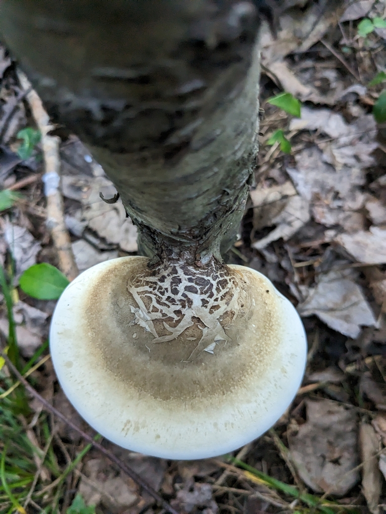 birch polypore from Tilden Township, MI, USA on September 21, 2023 at ...