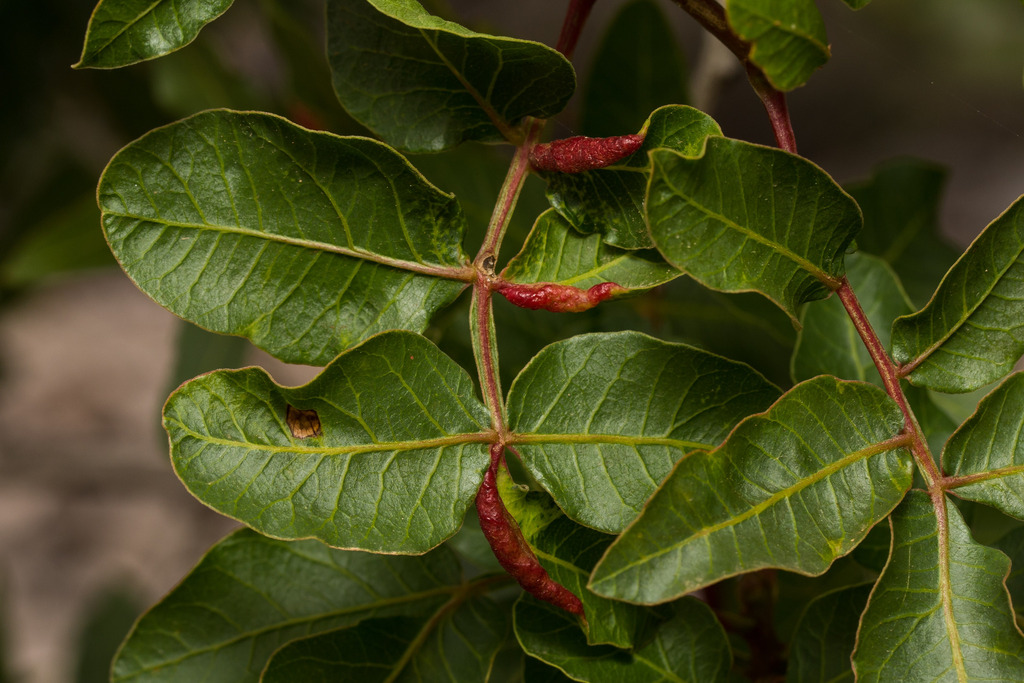 Bean root aphid from Halki, Χάλκη 851 10, Greece on May 27, 2023 at 11: ...