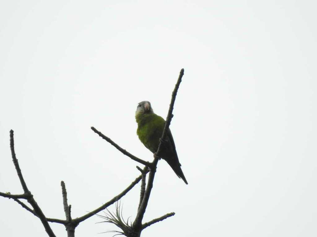 Gray-cheeked Parakeet in August 2023 by Karina Juliana Jiménez Jiménez ...
