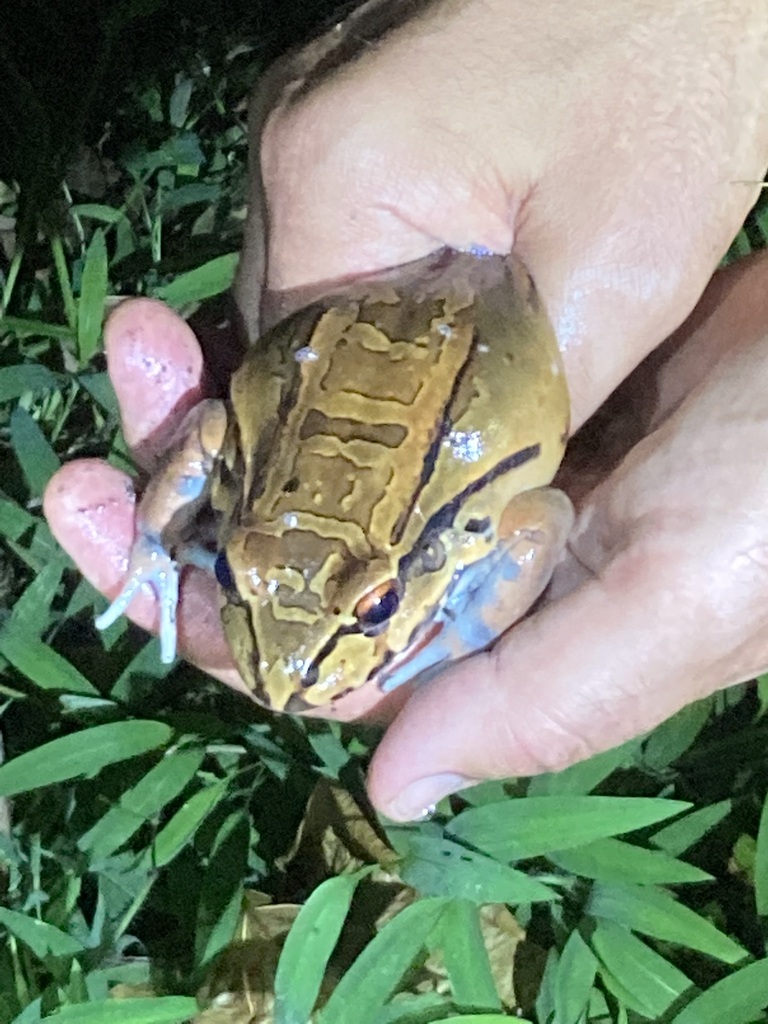 Neotropical Grass Frogs from Limón, Siquirres, Costa Rica on August 22 ...