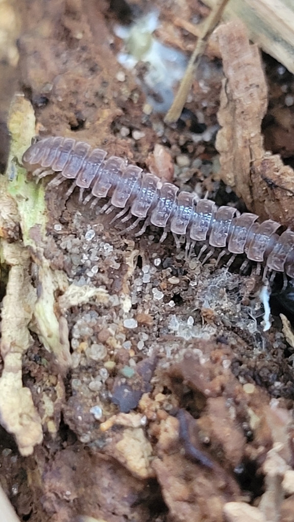 Common Pink Flat-back from Milton, DE 19968, USA on September 22, 2023 ...