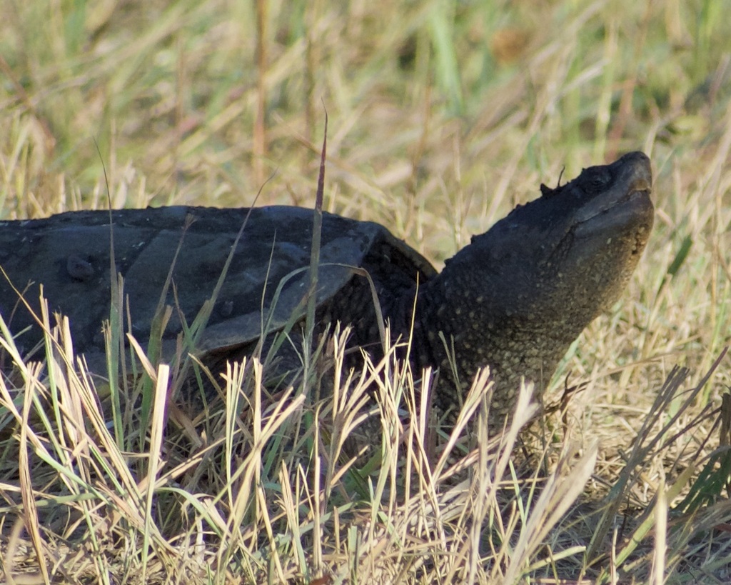 Common Snapping Turtle from Sherburne County, MN, USA on September 20 ...
