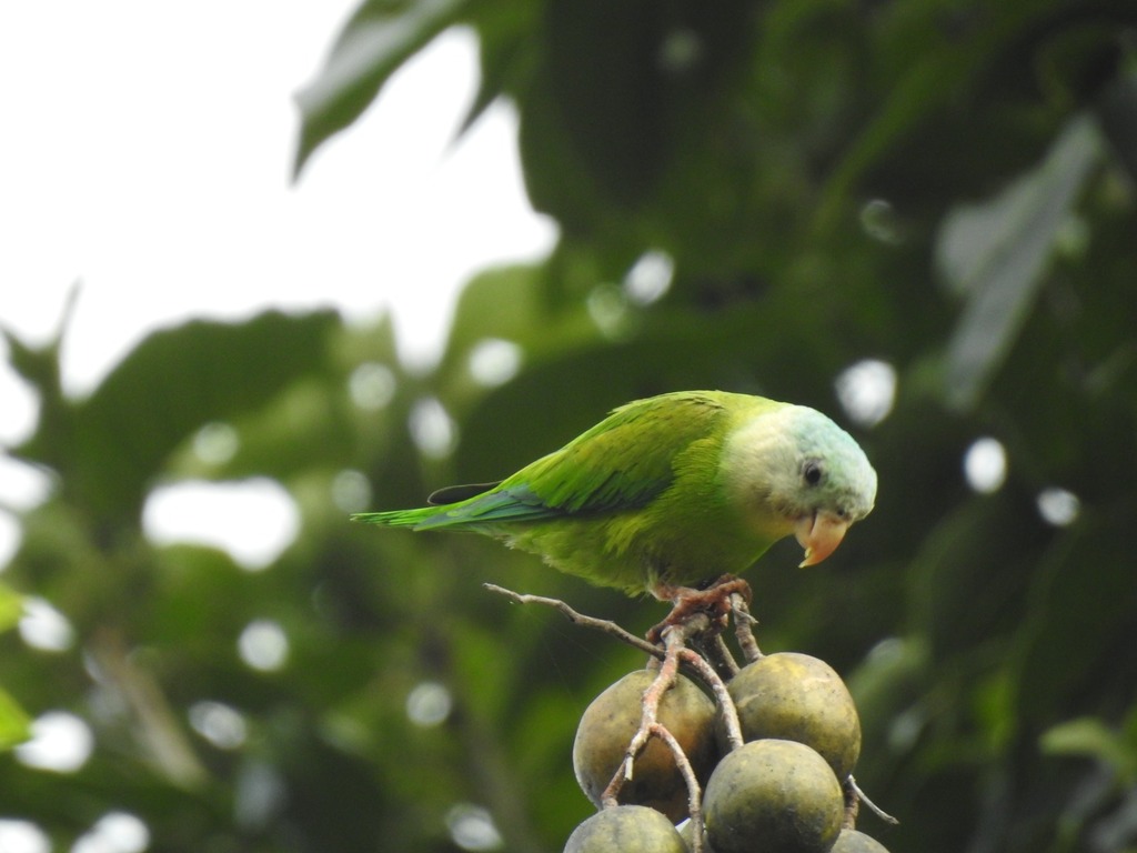 Gray-cheeked Parakeet in August 2023 by Karina Juliana Jiménez Jiménez ...