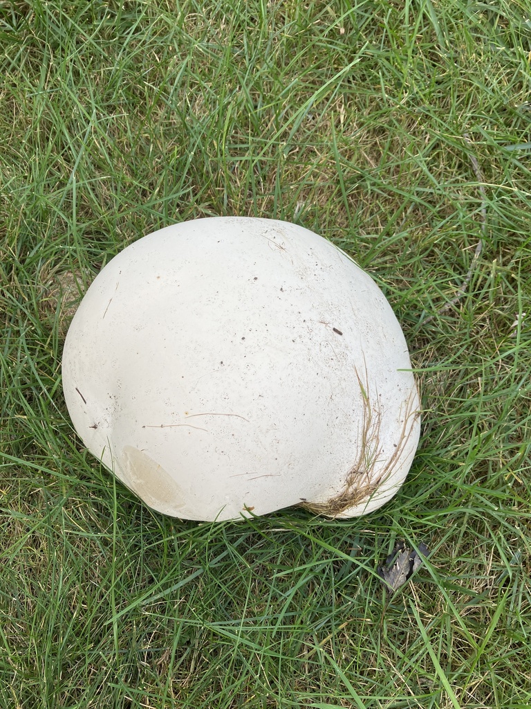 giant puffball from Banstock Dr, Toronto, ON, CA on September 22, 2023 ...